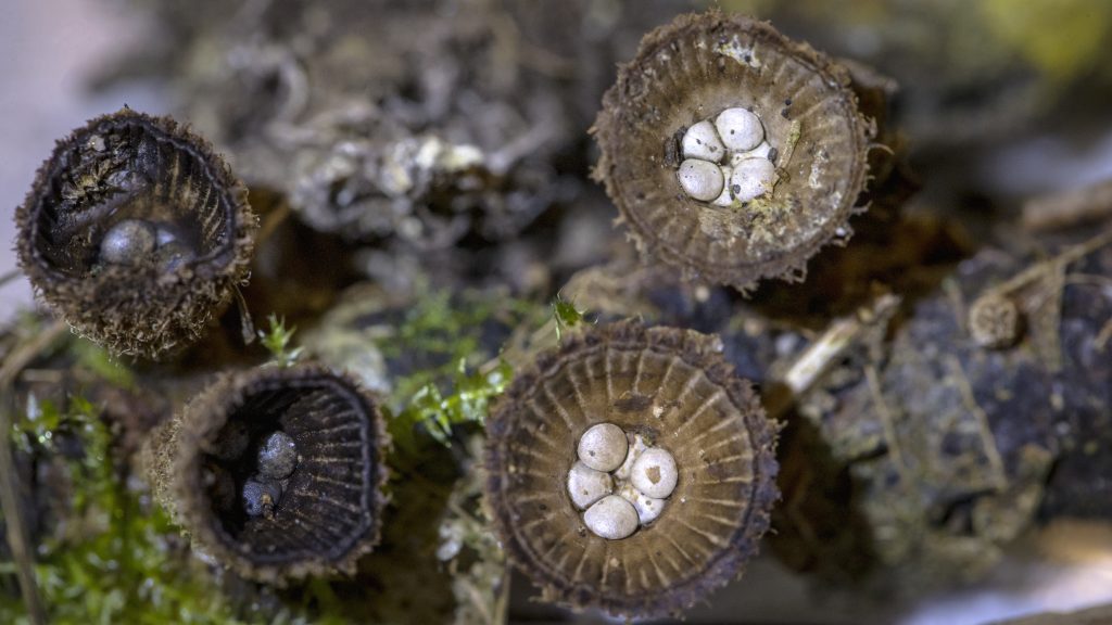 Cyathus striatus - Arouca Geopark