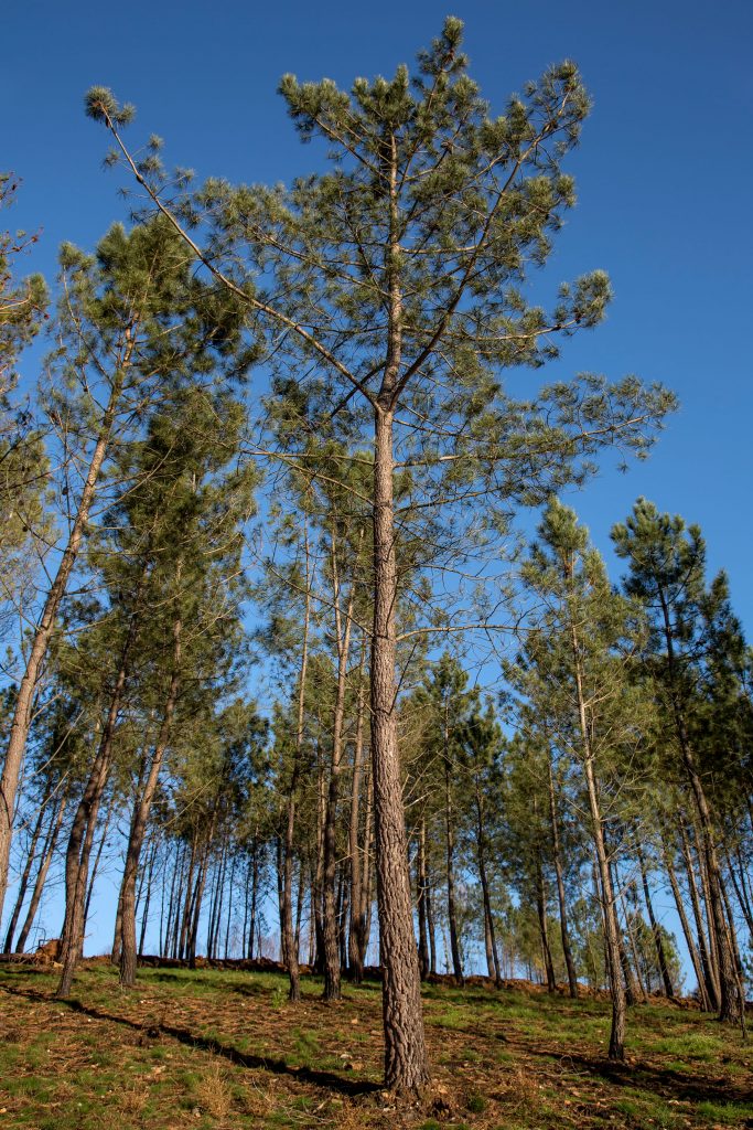 Pinus pinaster - Arouca Geopark