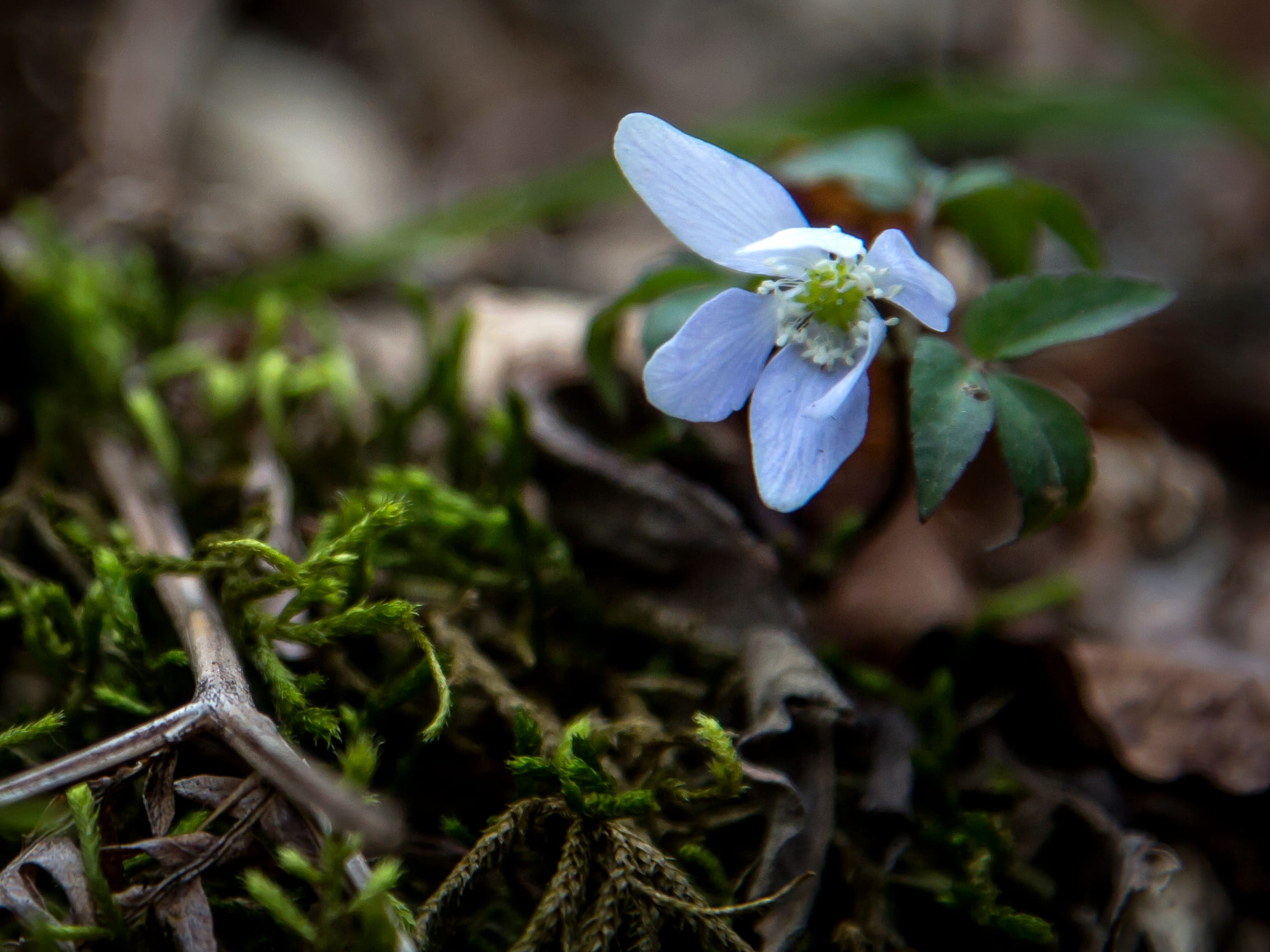 Anemona trifolia subsp. albida - Arouca Geopark