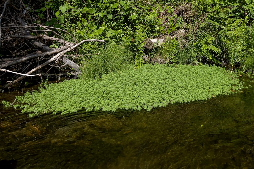 Myriophyllum aquaticum - Arouca Geopark