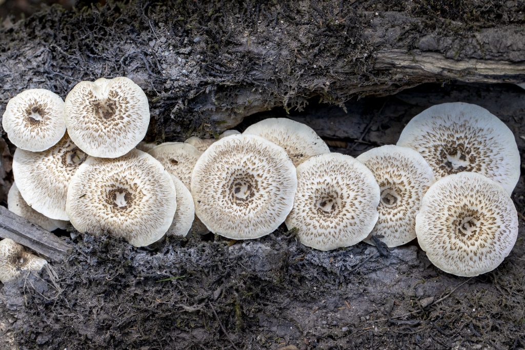 Lentinus tigrinus - Arouca Geopark