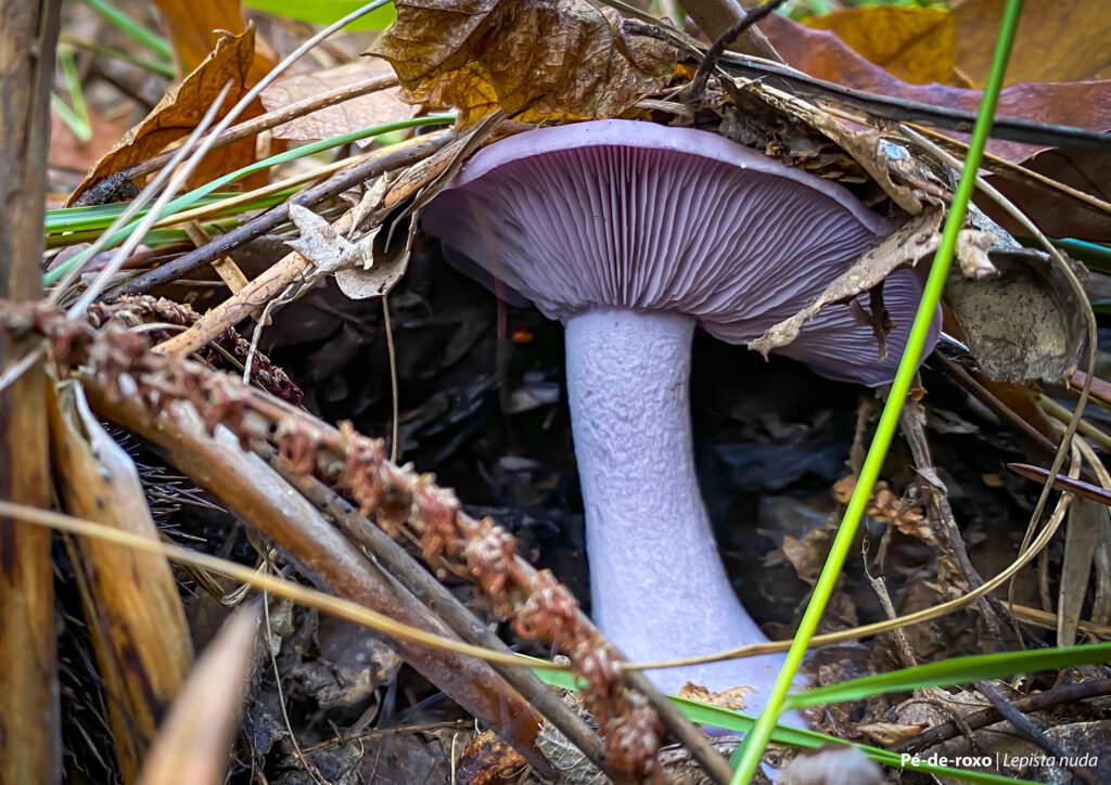 Lepista nuda - Arouca Geopark